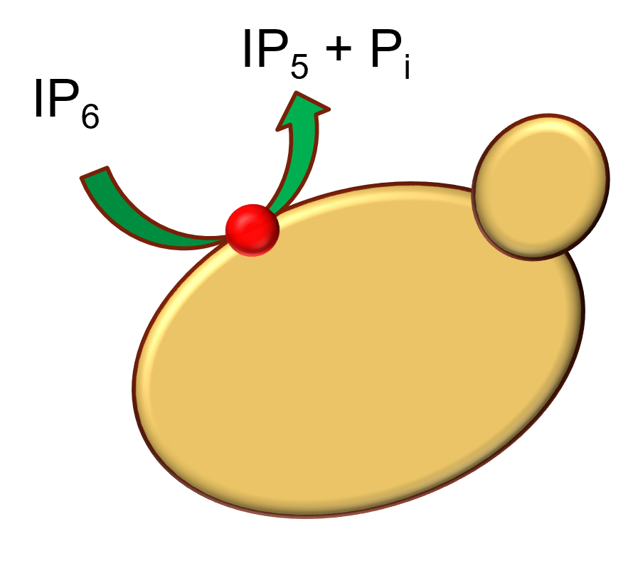 Andlid Bio Solutions - PHYTASE